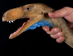 Evolution -- Paleontology & Fossil Record